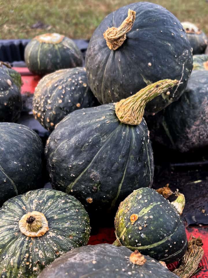 How to Cook Kabocha Squash (Japanese Pumpkin) Instant Pot